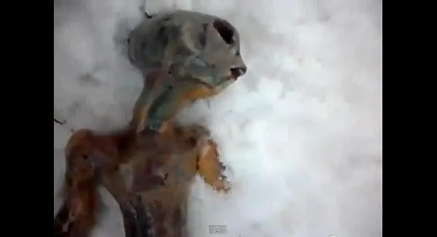 Viral Video Sensation: Millions Watch Siberian 'Alien' Discovery | Fox News