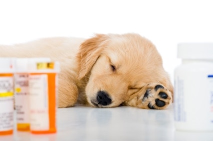 When your pet's in pain | Fox News