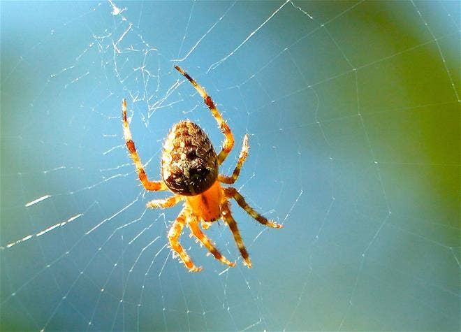 Spiders can hear you 'walking and talking' | Fox News