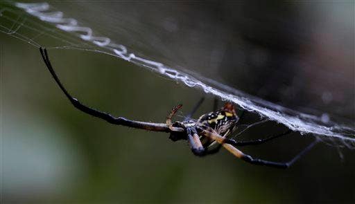 Spooky quarter-mile spider web stuns a Texas suburb | Fox News