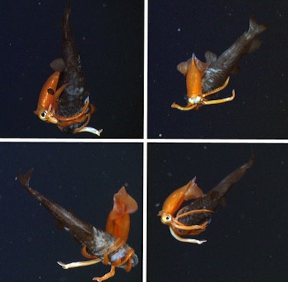 Epic undersea battle caught on video | Fox News