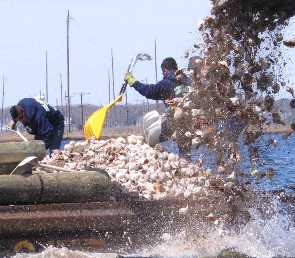 Enviros re-establishing oyster colony in Barnegat Bay to help water ...