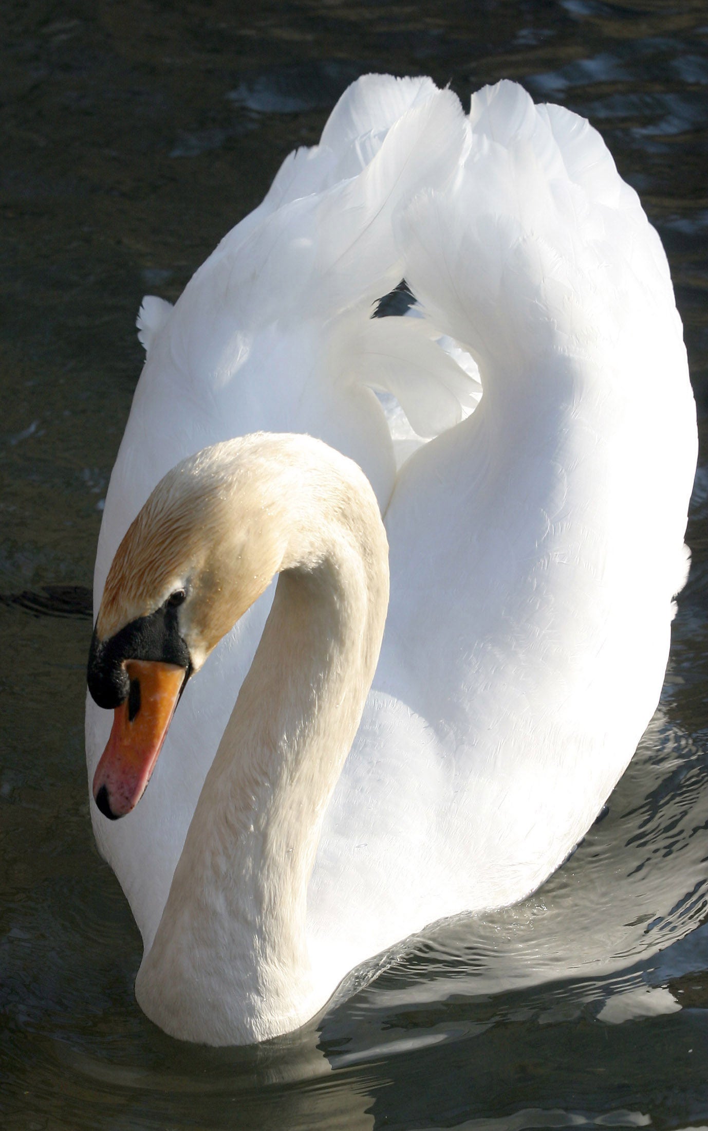 Female Swan Found Decapitated in Massachusetts | Fox News