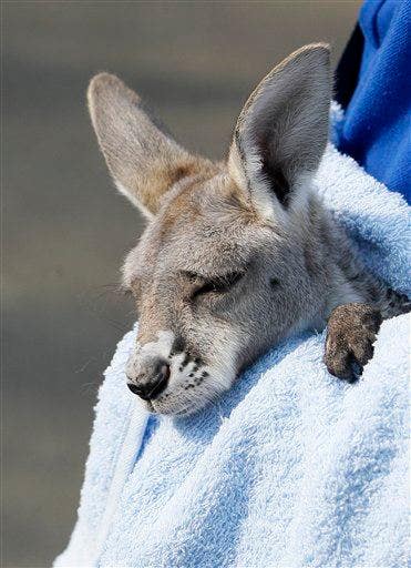 'Therapy kangaroo' booted from Wisconsin McDonald's | Fox News