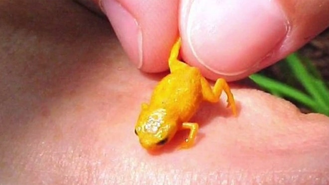 Tiniest frog ever, just 0.4 inches long, stuns researchers in Brazilian ...