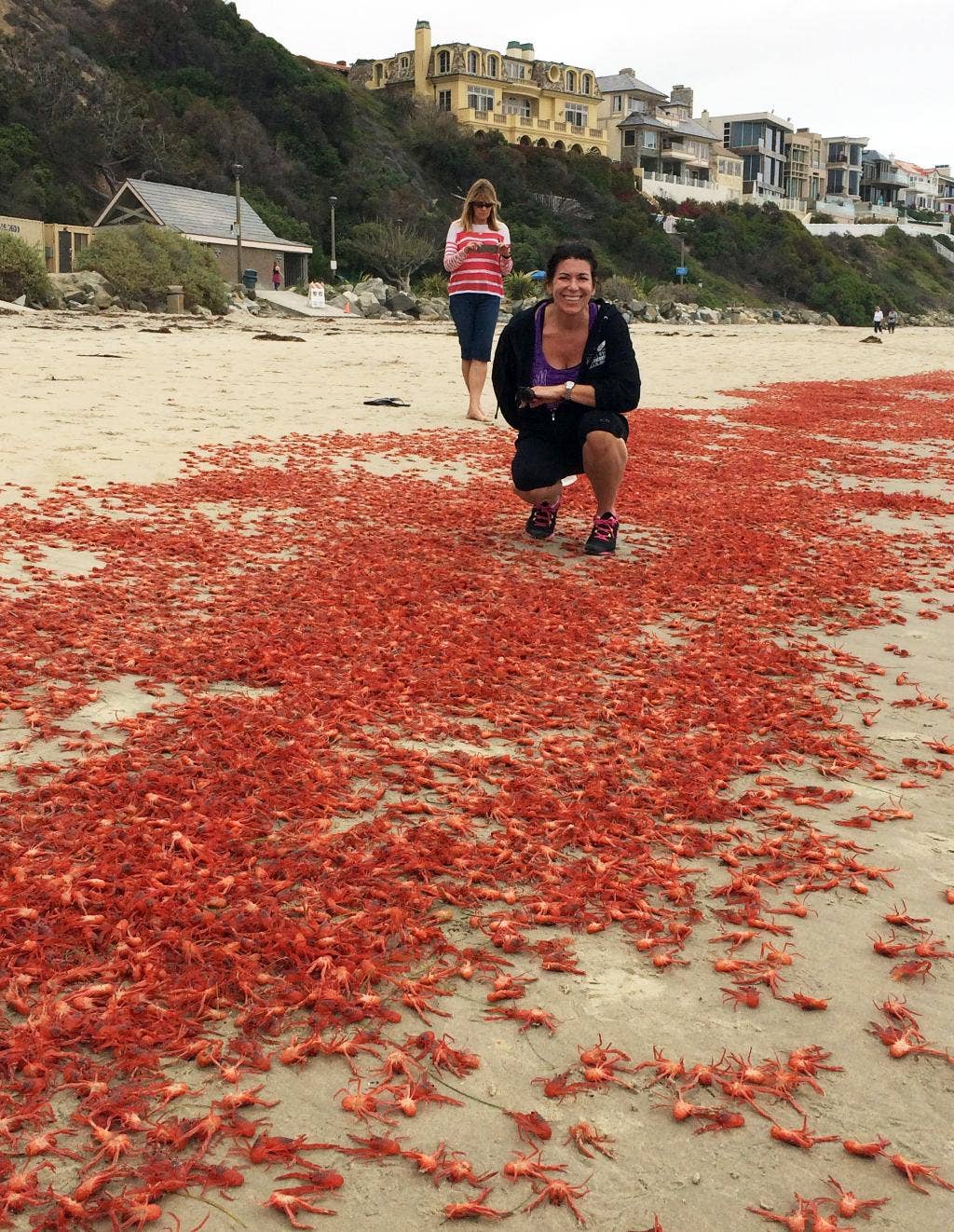 Tiny tuna crabs wash up in masses on Orange County beaches | Fox News