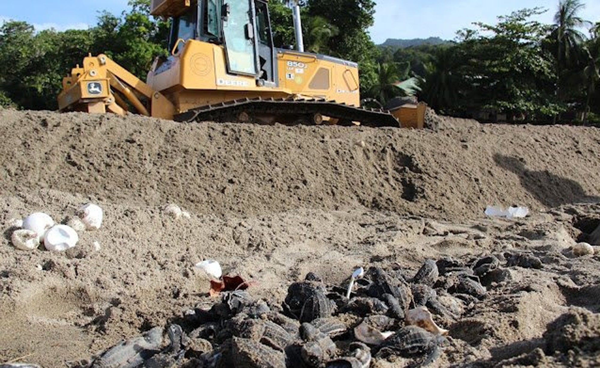 Work crews crush thousands of endangered turtle eggs and hatchlings ...