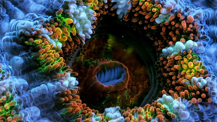 Amazing slow-motion video reveals secrets of undersea world | Fox News