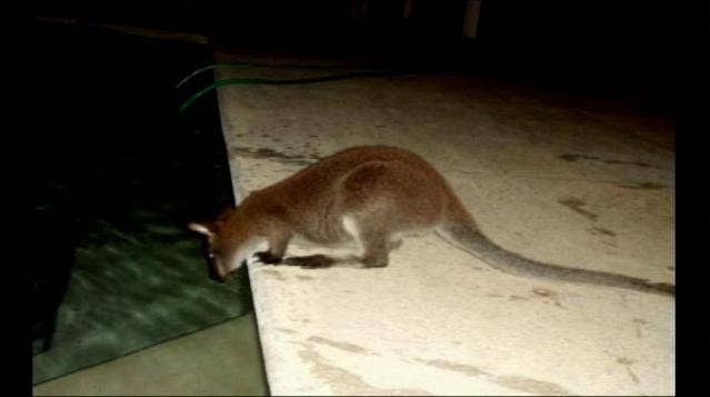 Wandering Wallaby Loose in Florida | Fox News