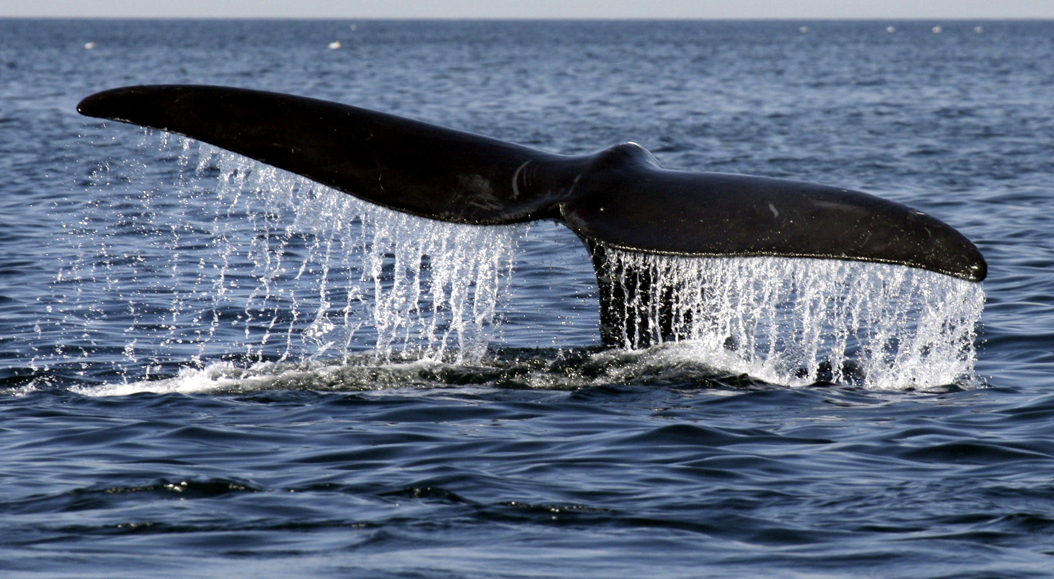 After 25 Years of Peace, Whaling Makes Comeback | Fox News