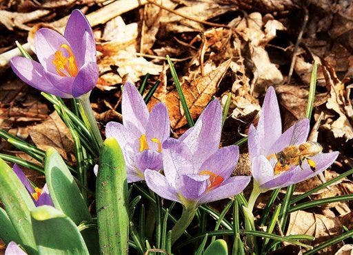 Why spring is a tiny bit shorter each year | Fox News