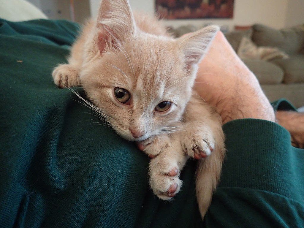 Elsa, kitten found in frigid weather in Denver, adopted by volunteer ...