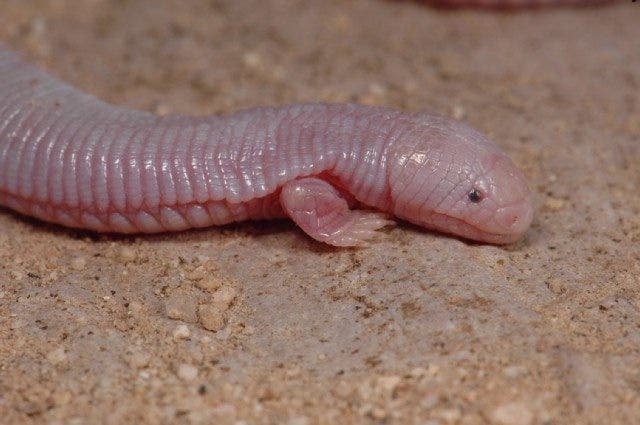 Weird Creatures: A Menagerie of Oddities | Fox News