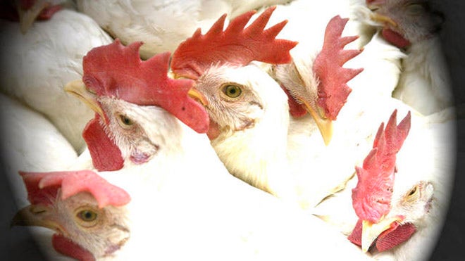 Poultry mass murderer gets 120 days in jail for killing 925 chickens ...