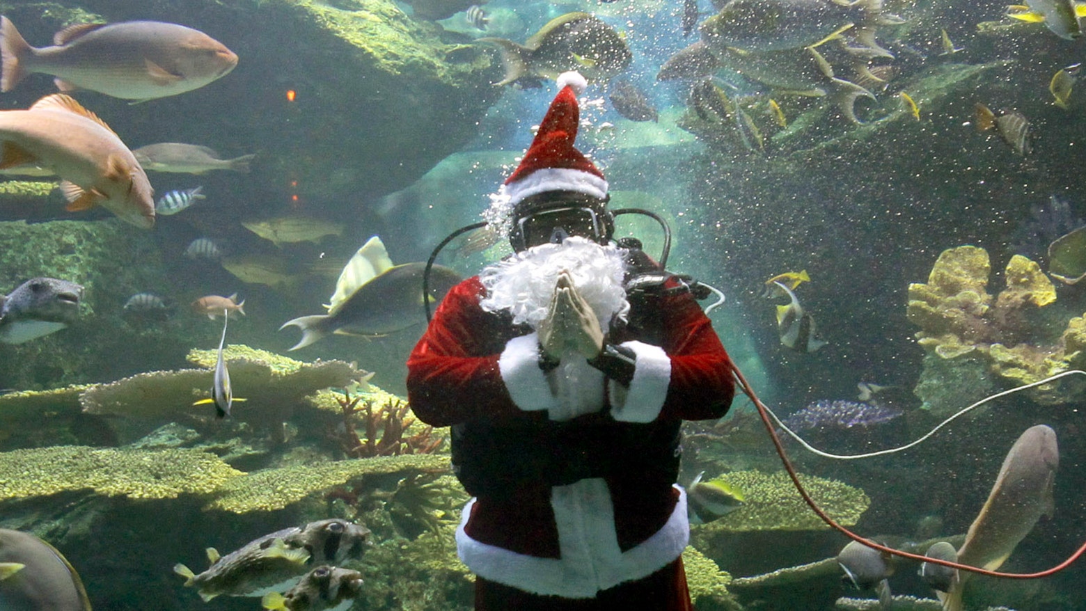 Santa Swims with the Fishes | Fox News