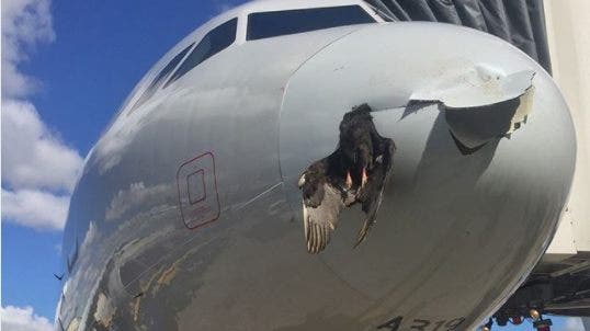 Bird smashes into American Airlines flight, gets embedded in nose of ...