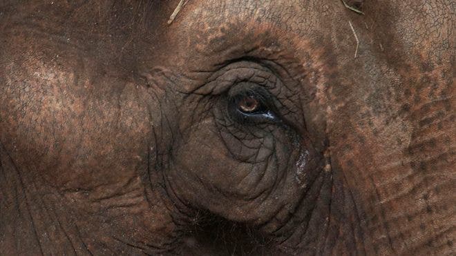 Latin America's first elephant refuge opens in Brazil | Fox News
