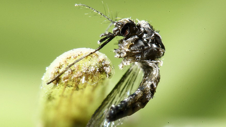 20 million mosquitoes to invade California in bug fight | Fox News