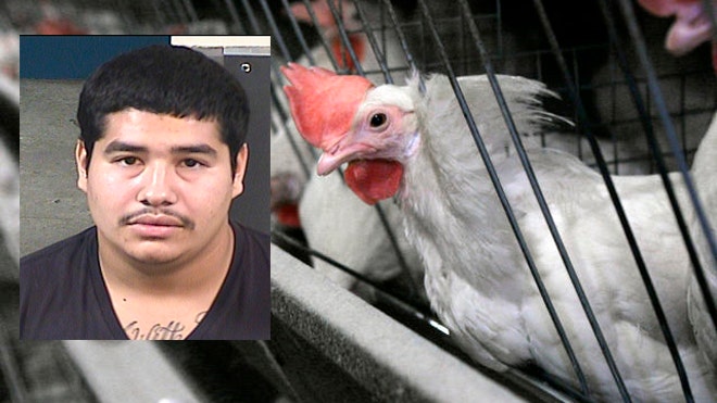 A fowl play: Four CA teens arrested for slaughtering more than 900 ...