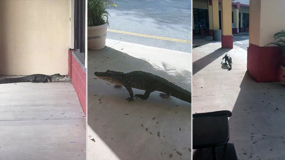 Alligator in Florida caught 'window shopping' at store called Junque in ...