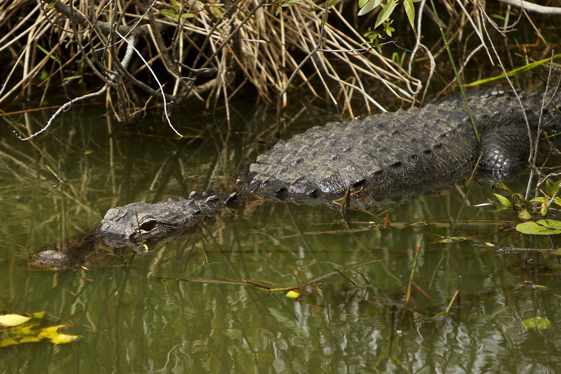 Florida fishermen catch 11-foot alligator, catch even bigger one days ...