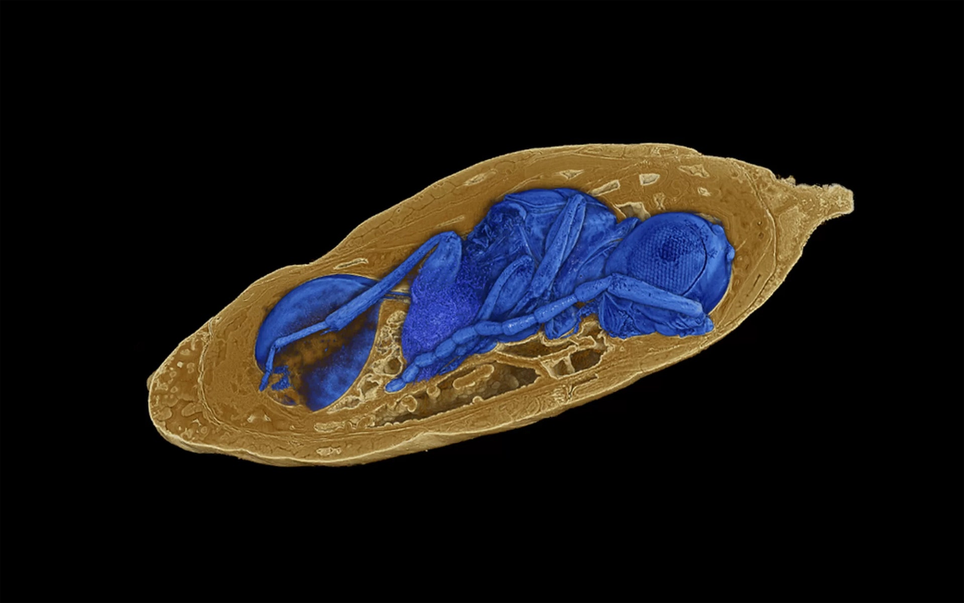 Ancient 'alien' wasp laid eggs inside fly pupae, ate them from the ...