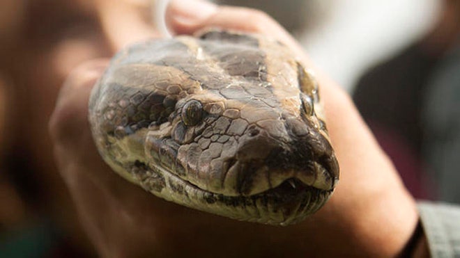 Record 16-foot python among 2,000 pounds of snakes recently bagged in ...
