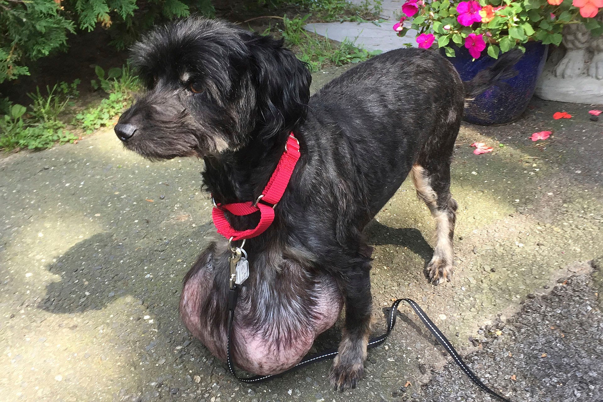 Poodle recovering after massive tumor removed | Fox News