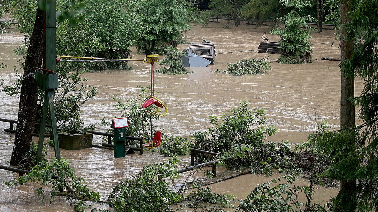 Lions, tigers, jaguar, bear escape flooded German zoo cages sparking ...