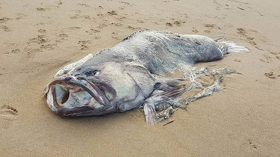 Gigantic monster fish washes up on Australian shore, baffling locals ...
