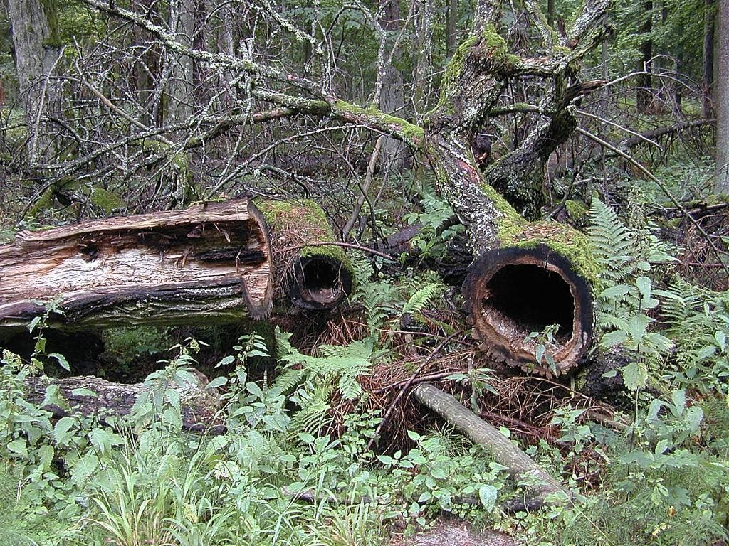 Logging of beetle-infested trees begins in Polish forest | Fox News