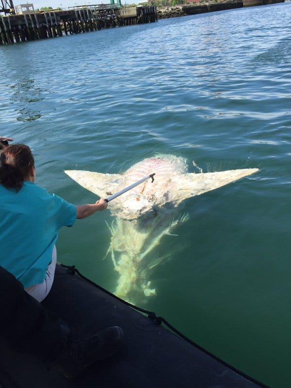 Massive dead basking shark makes return appearance in Boston Harbor ...