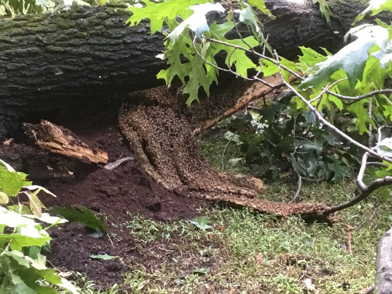 Tornado in Virginia cracks open tree filled with 70,000 bees: 'It was a ...