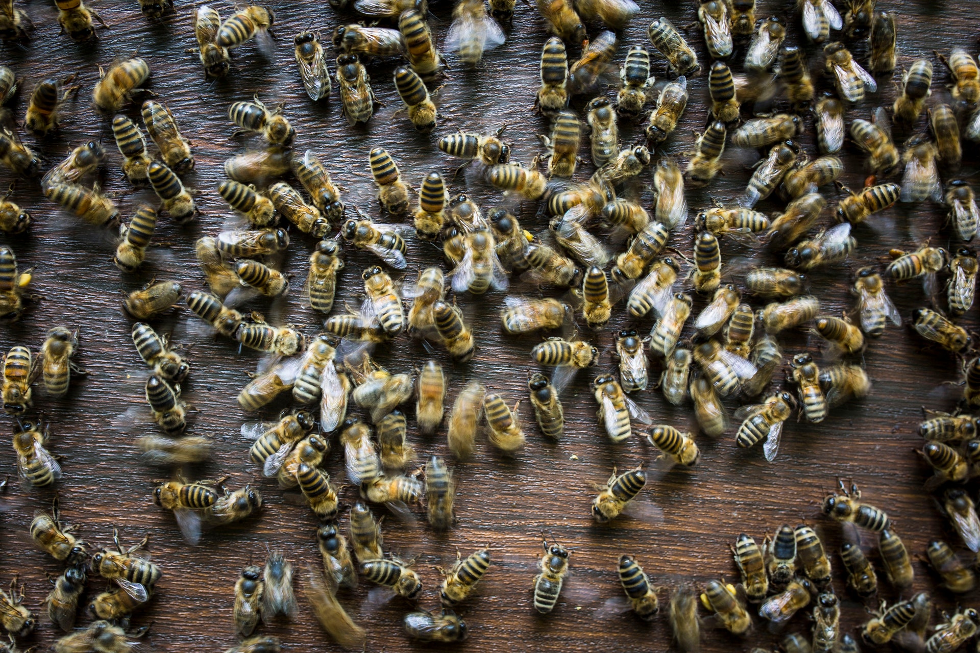 Thousands of bees swarm Texas Walmart store | Fox News