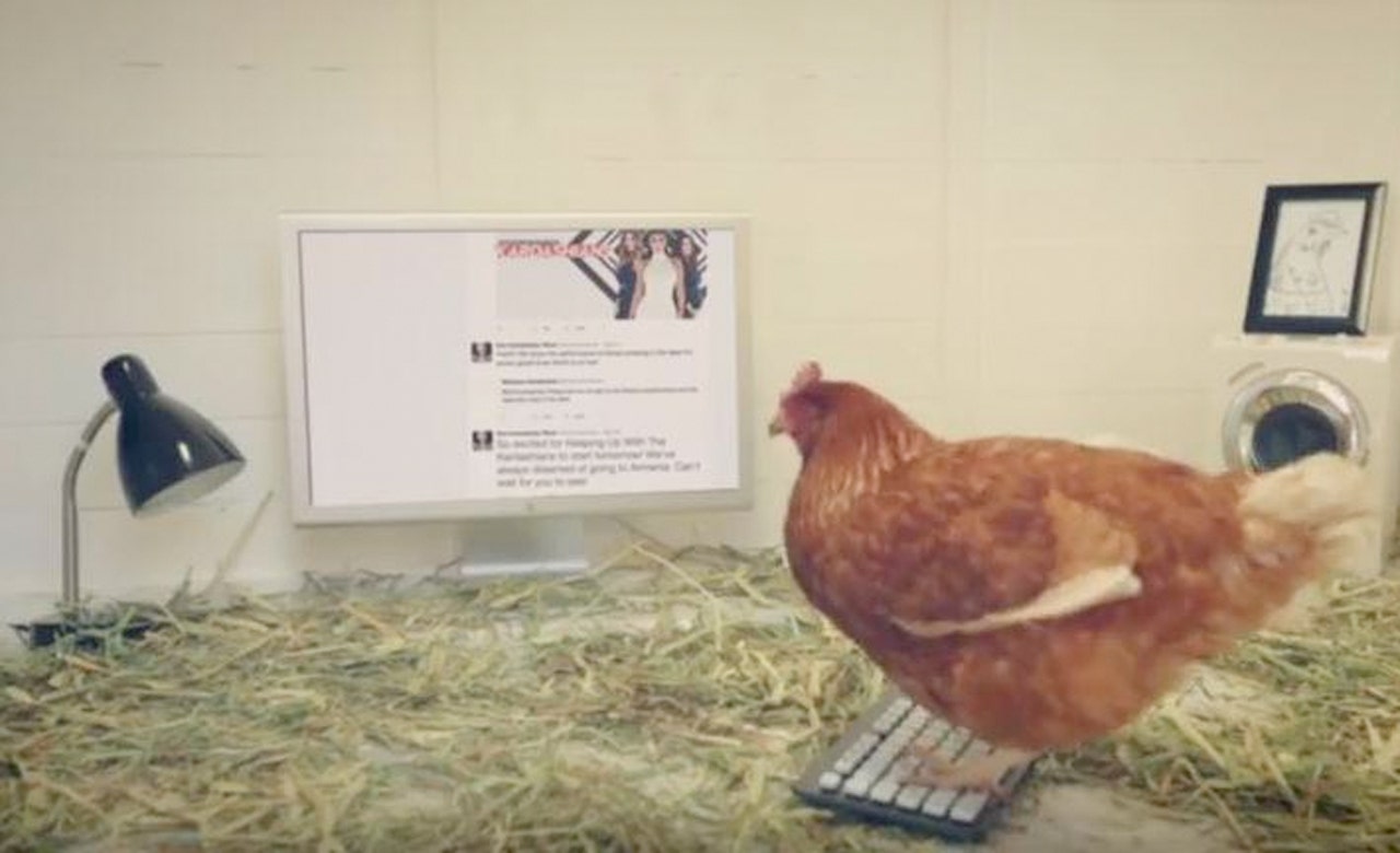 Chicken restaurant has a chicken working its Twitter account | Fox News
