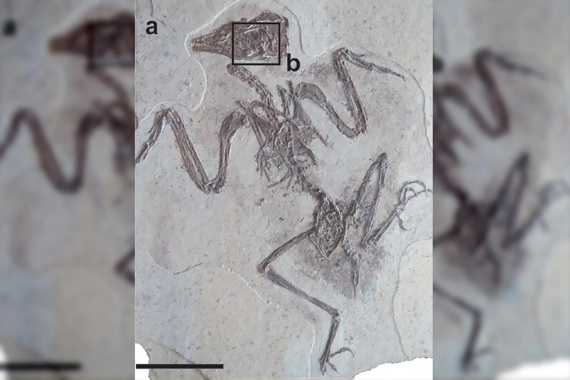 This bird's 'eyeball' survived 120 million years | Fox News
