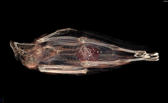 Bird mummy's secret: Why raptor was force-fed by ancient Egyptians ...