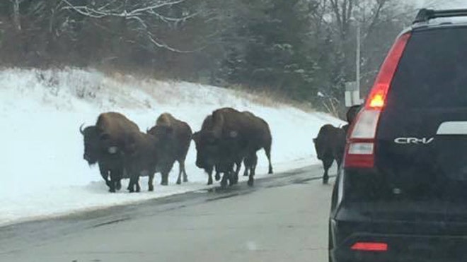 Ten bison on the loose from Wisconsin farm shot and killed | Fox News