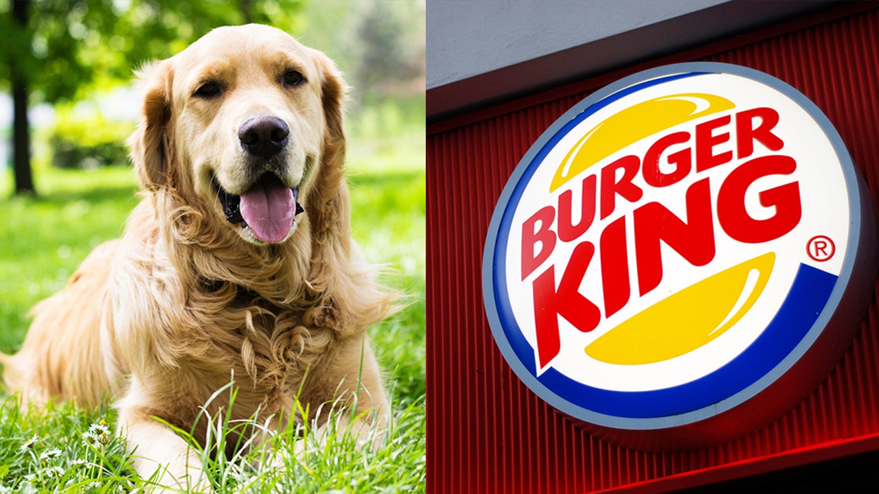 Burger King trained guide dog to sniff out Whoppers | Fox News