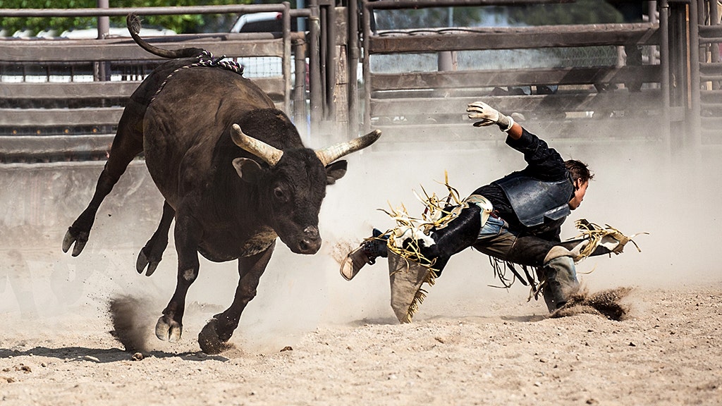Bull escapes Oklahoma City pen, dies after gallivanting near hospital ...