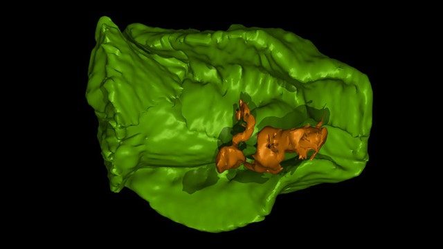 It Was Alive! Ancient Blob Recreated in 3D | Fox News