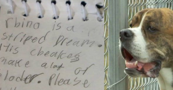 'He was my puppy': Heartbreaking note about dog given up for adoption ...