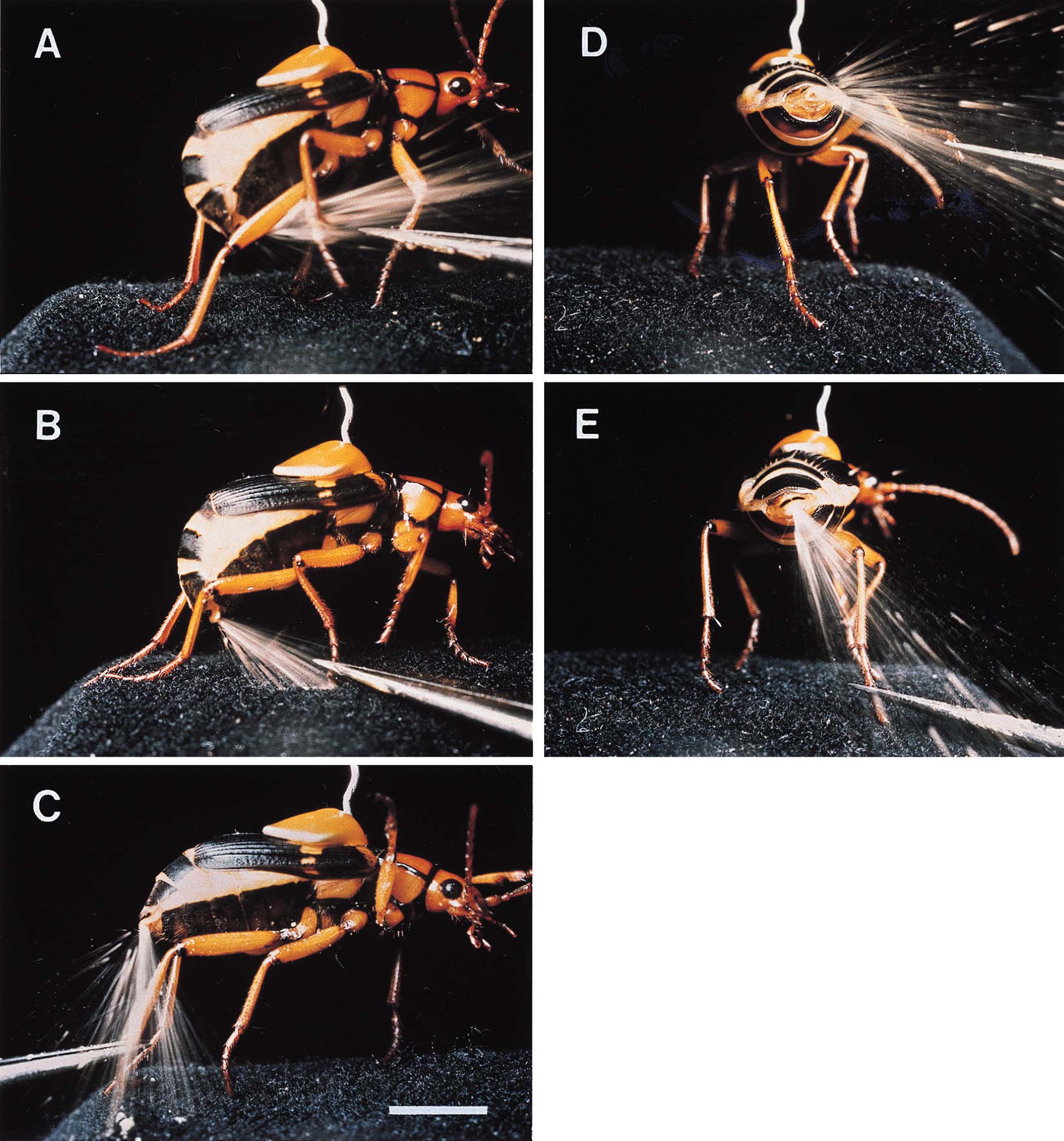 Study finds beetle has hugely disgusting survival mechanism | Fox News