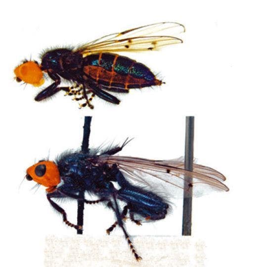 'Extinct' corpse-eating fly back from the dead | Fox News