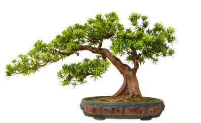 Bonsai for Beginners | Fox News