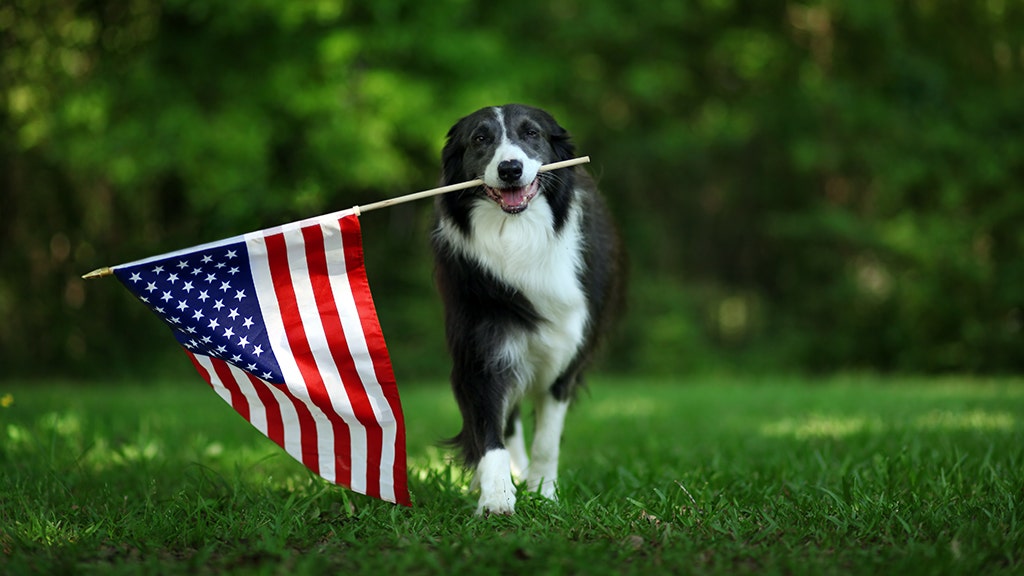 Celebrate 'All American Pet Photo Day' with 7 of the cutest pics on ...