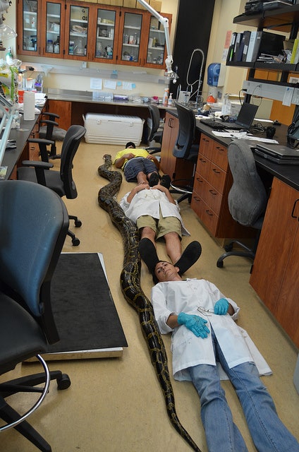 Nearly 19 feet! Longest Burmese python captured in Florida | Fox News