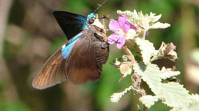 Guantanamo Bay: a butterfly paradise? | Fox News