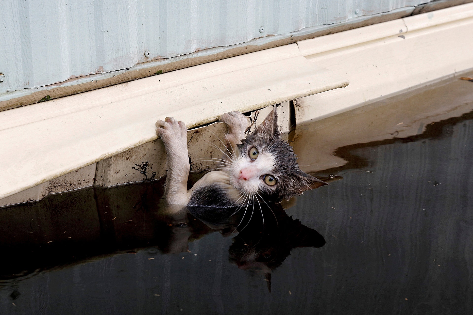 Hurricane Florence: Stranded pets get rescued from floodwaters in North ...