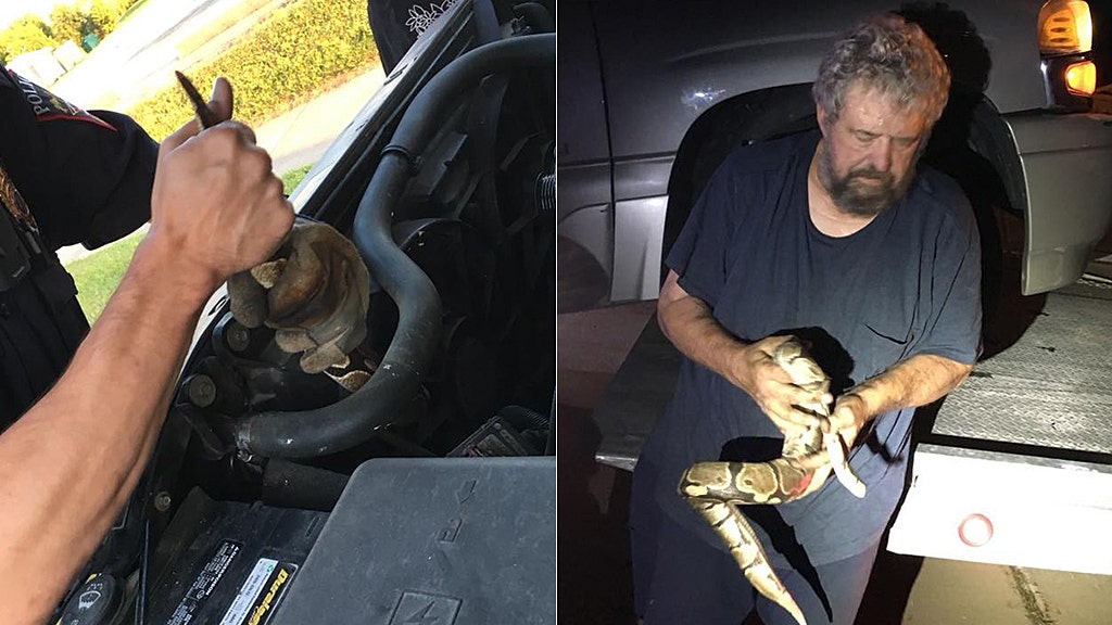 Wisconsin driver finds four-foot python in his car engine | Fox News